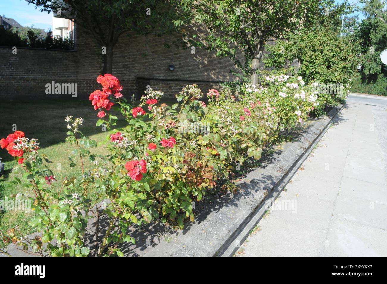 Copenhagen/ DenmarK/ 31 August 2024/ Rose flowers and olants for street ...