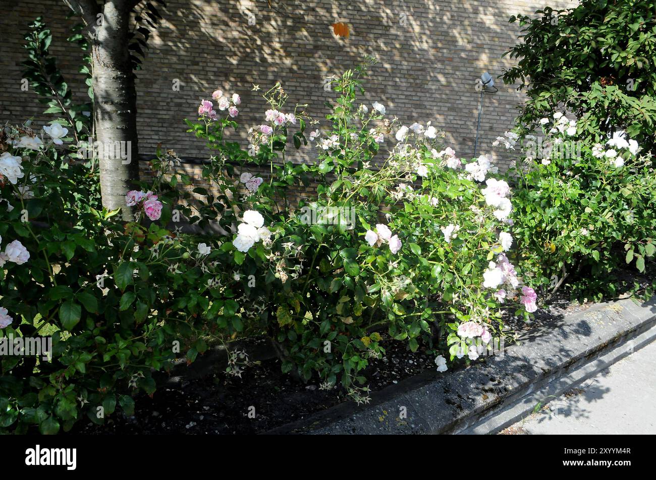 Copenhagen/ DenmarK/ 31 August 2024/ Rose flowers and olants for street ...