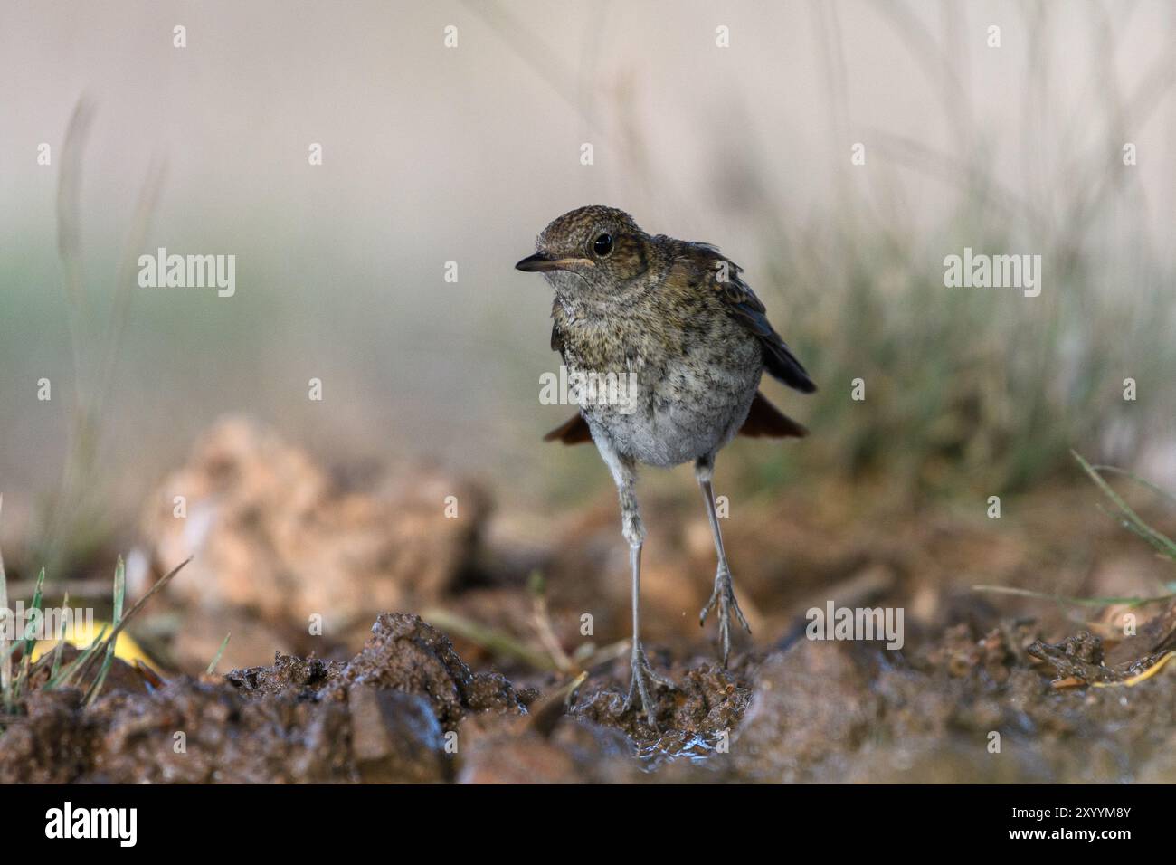 Nightingale bird africa hi-res stock photography and images - Alamy