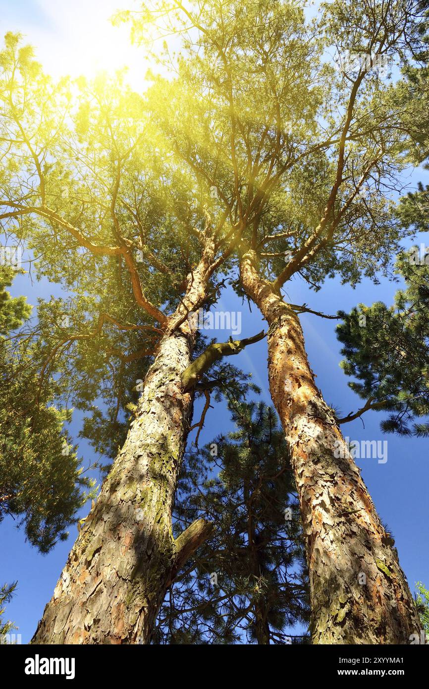 Pine trees from bottom hi-res stock photography and images - Alamy