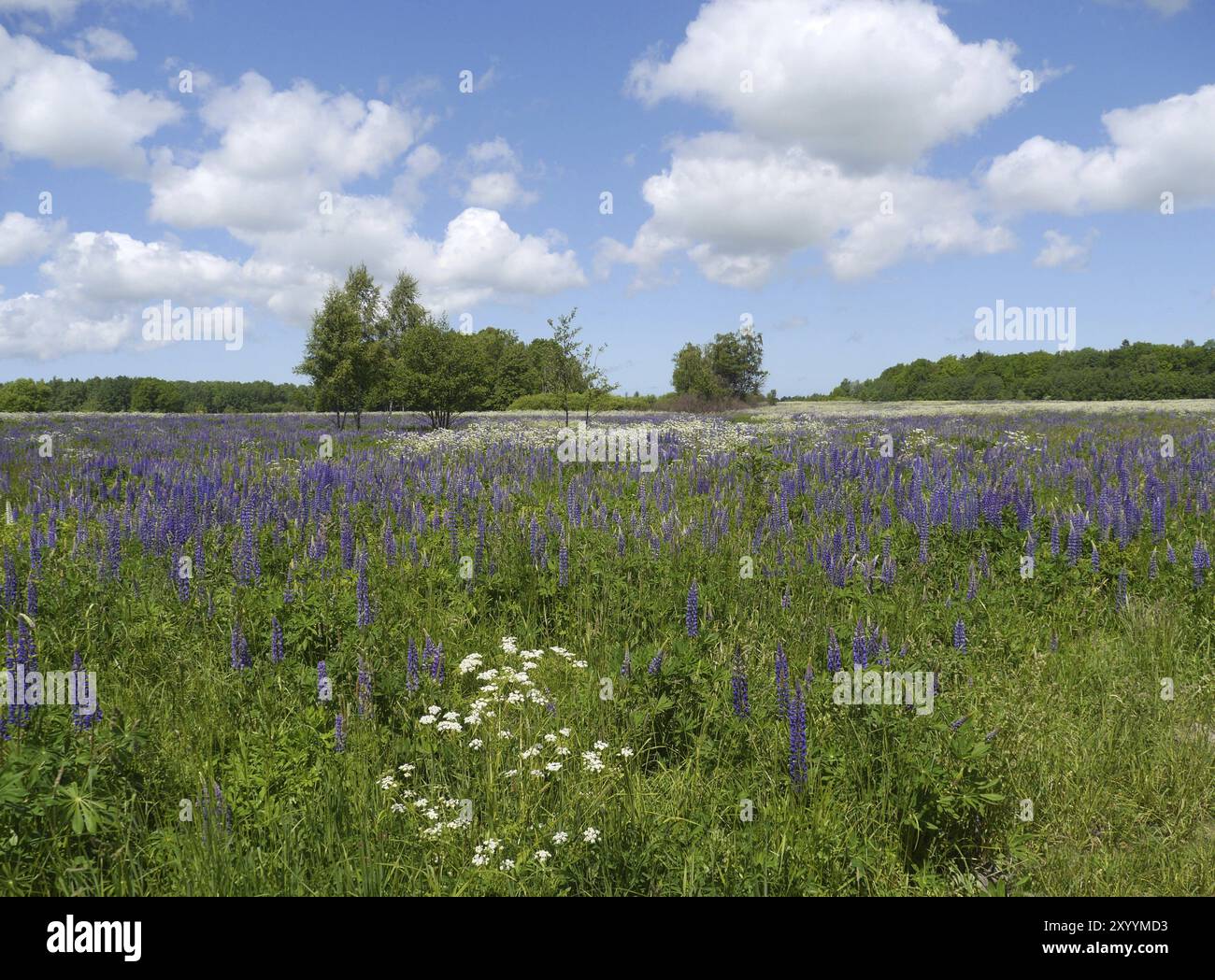 Kaliningrad koenigsberg in prussia hi-res stock photography and images ...