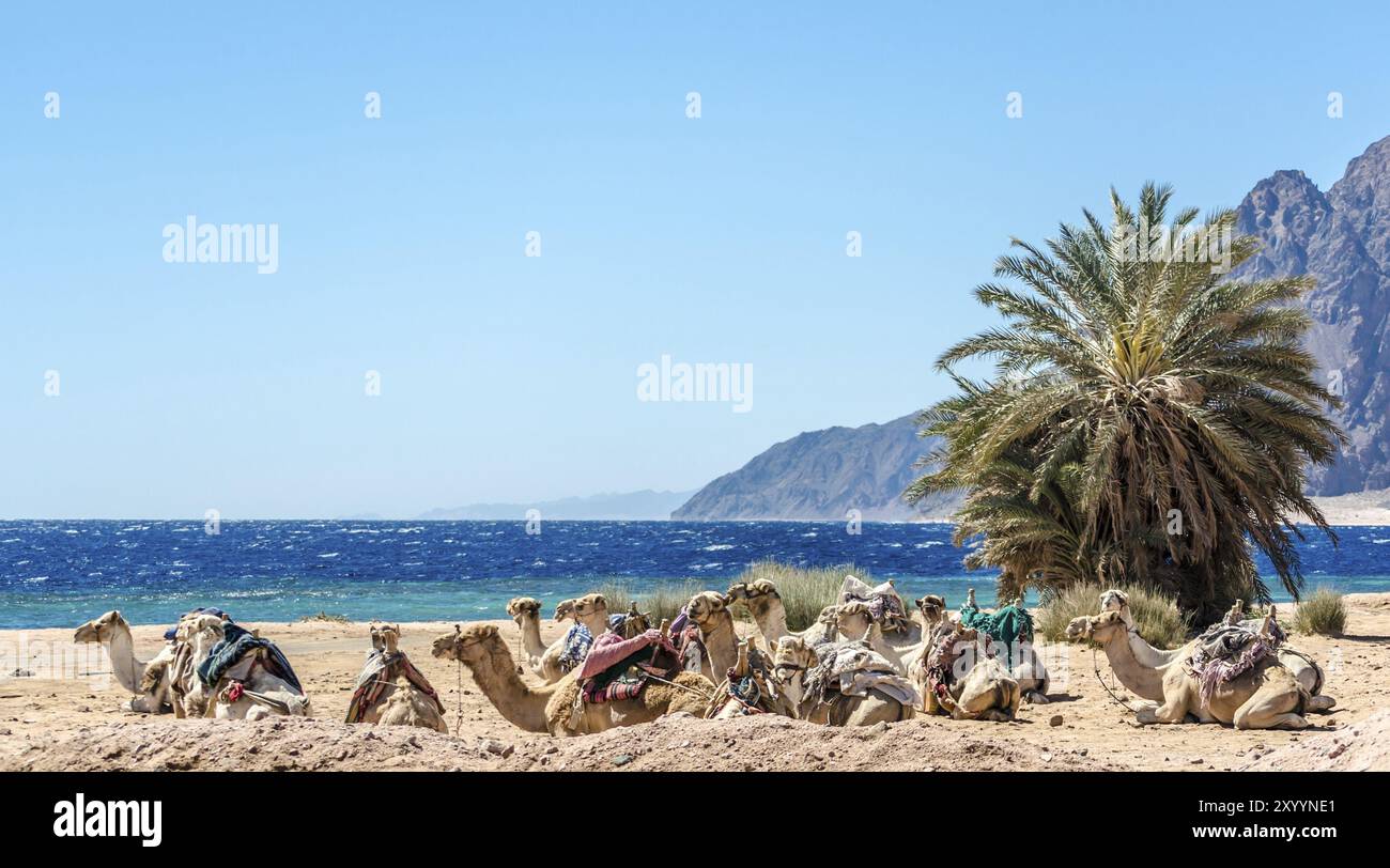 Egypt dahab hi-res stock photography and images - Alamy