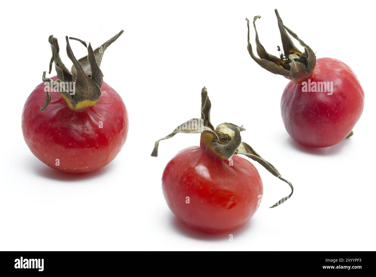 Rose hips bird Cut Out Stock Images & Pictures - Alamy