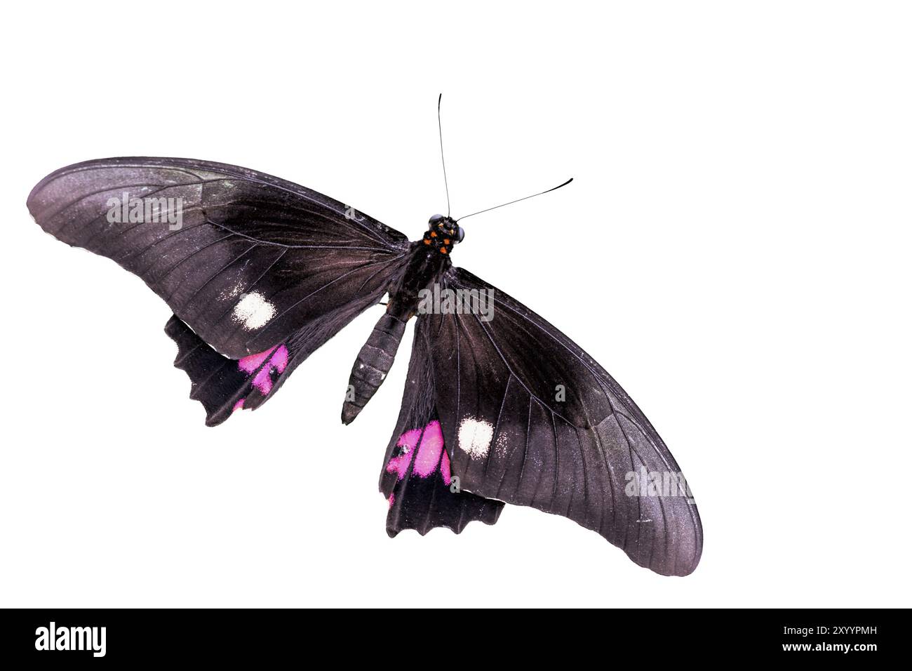 Insects butterfly butterflies fauna Cut Out Stock Images & Pictures - Alamy