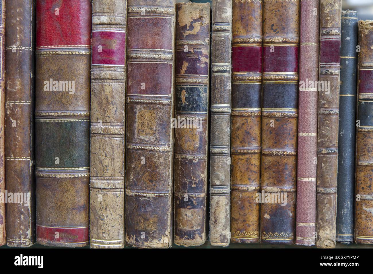 Antiquarian bookstore studying hi-res stock photography and images - Alamy