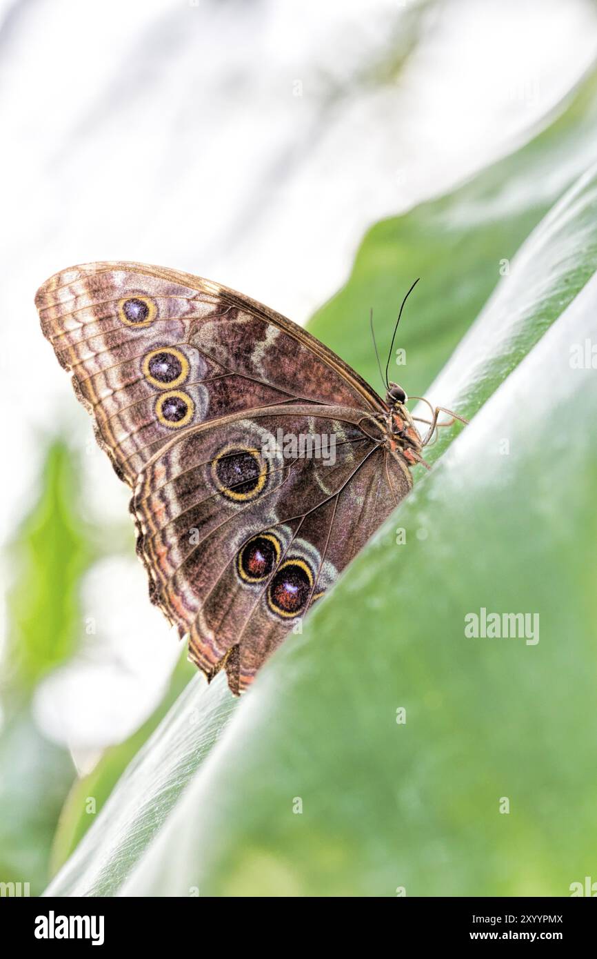 Peleides blue morpho (Morpho peleides Stock Photo - Alamy