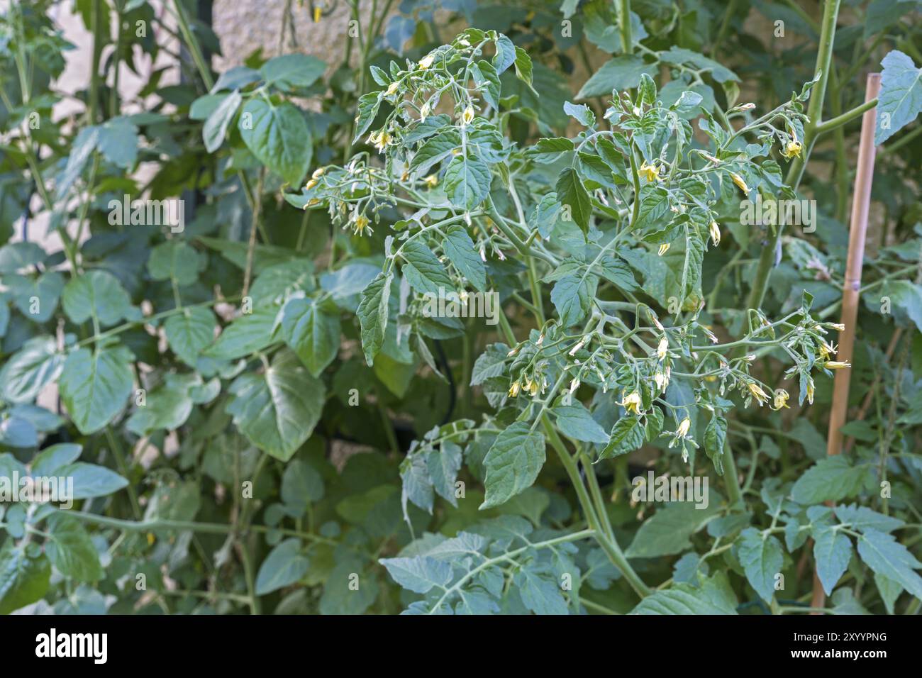 Young tomato plants in flowering hi-res stock photography and images ...