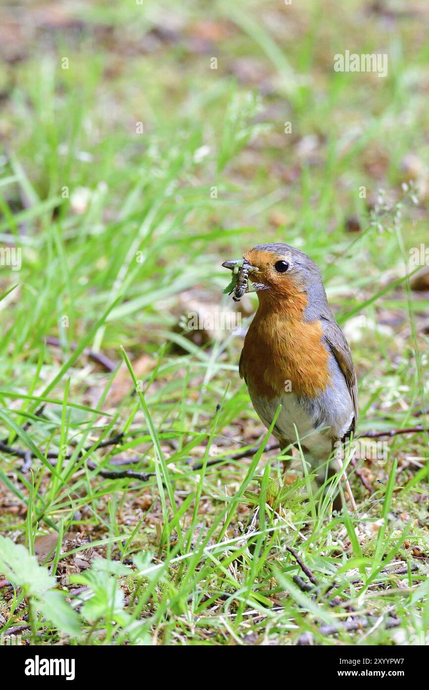 European robin with food, European robin with food Stock Photo - Alamy