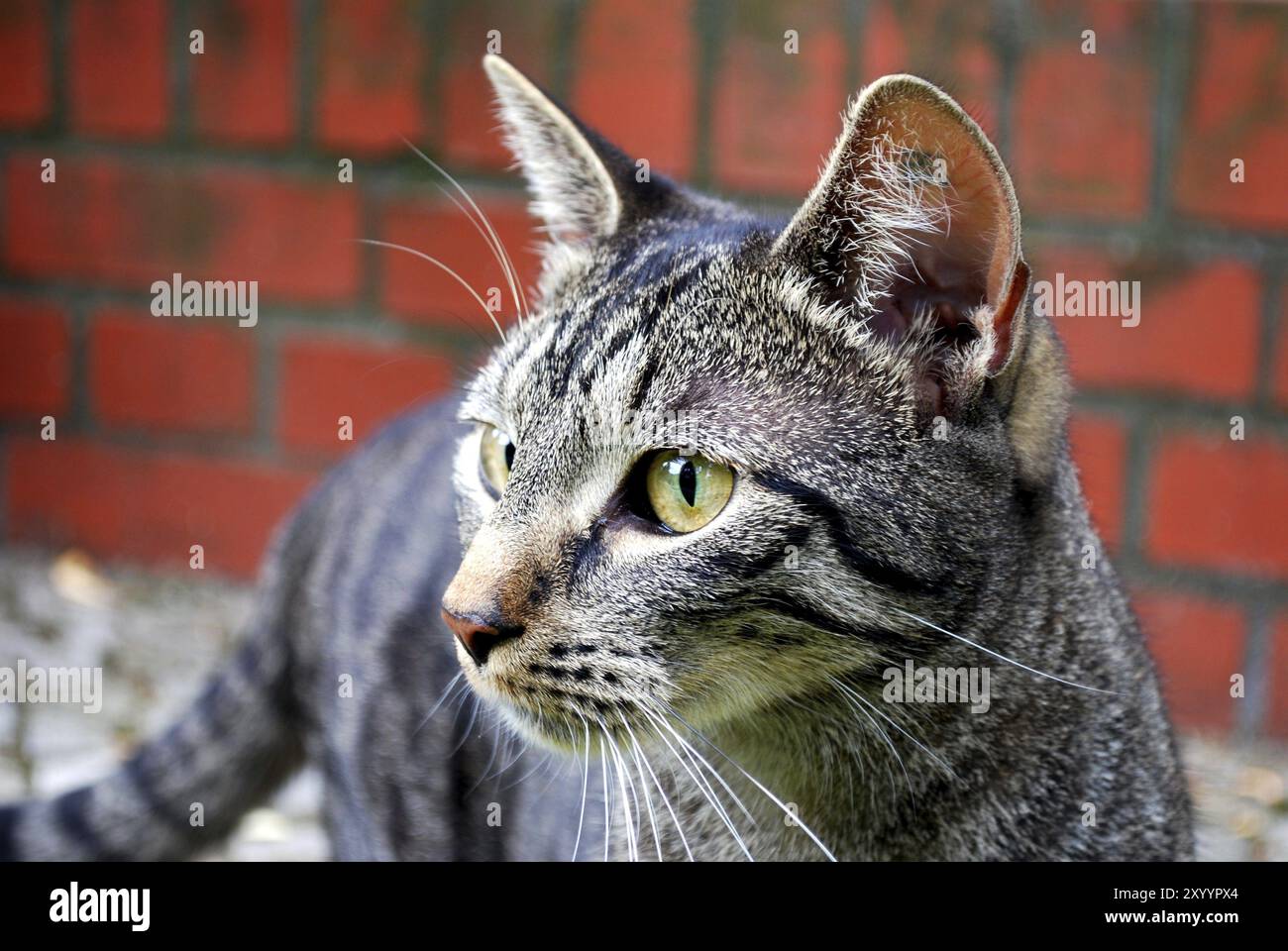 Stray tabby cat in front of brick wall Stock Photo - Alamy