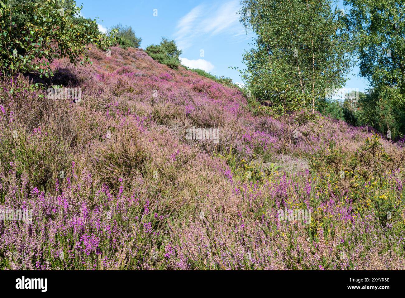 View of Hankley Common in Surrey during summer with hillside covered in ...