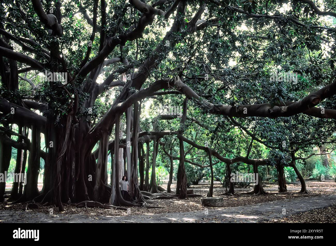 Moreton Bay fig or Australian banyan (Ficus macrophylla), Moraceae ...