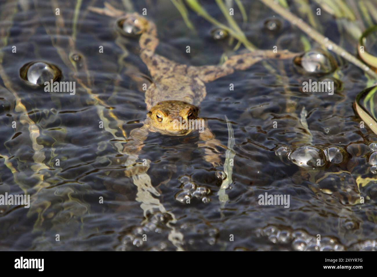 Common ani hi-res stock photography and images - Alamy