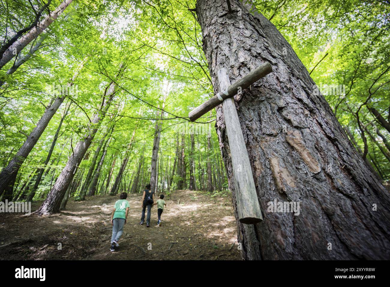 Bosque de polonia hi-res stock photography and images - Alamy