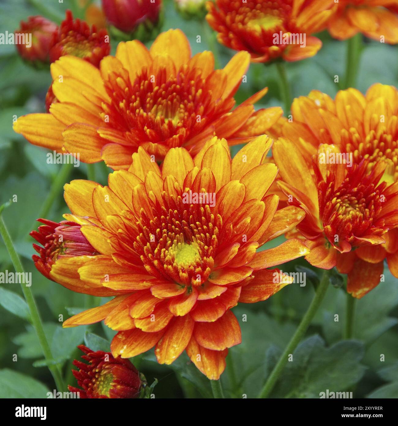 Chrysanthemum blooming china hi-res stock photography and images - Alamy