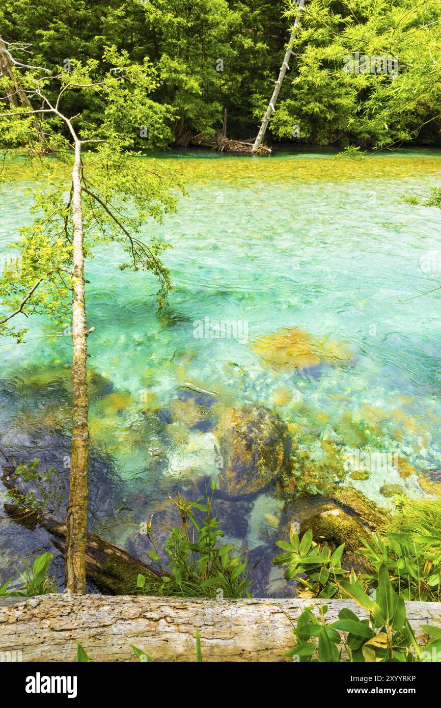 Pristine, turquoise water of the crystal clear Azusa River flows ...