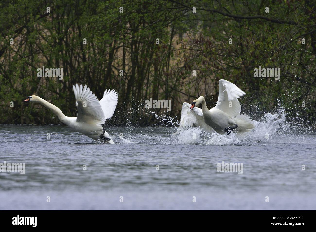 Mute swan in fight. Mute swans in defence of their territory Stock ...