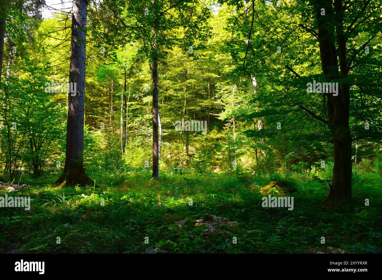 beautiful temperate, deciduous, broadleaf european forest background ...