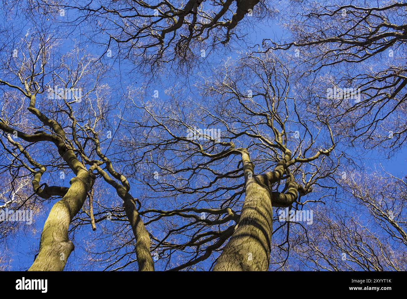 Tree canopy from below spring hi-res stock photography and images - Alamy