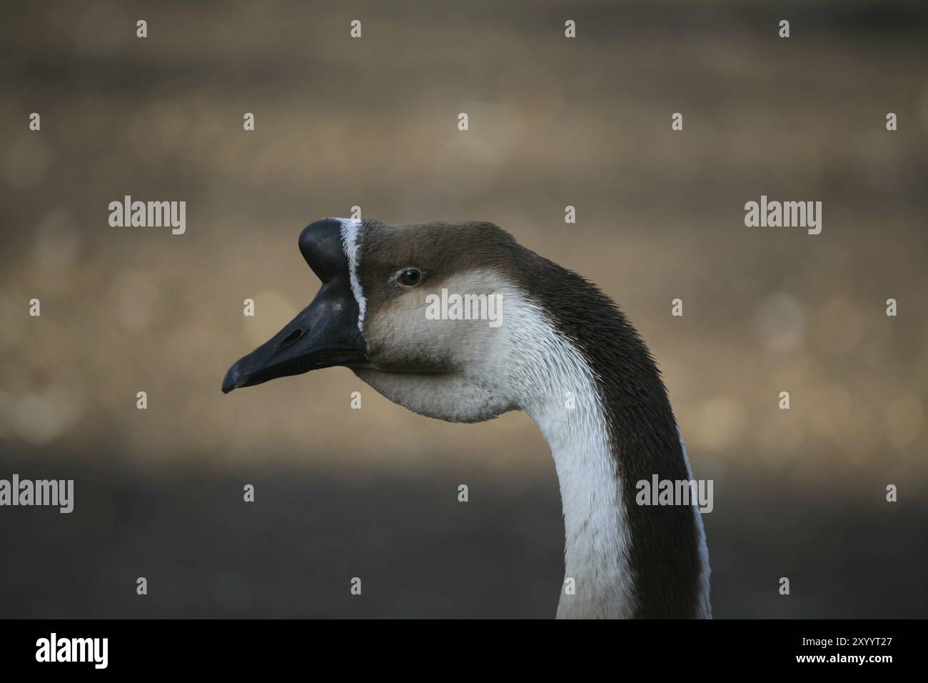 Domestic goose anser anser f domestica hi-res stock photography and ...