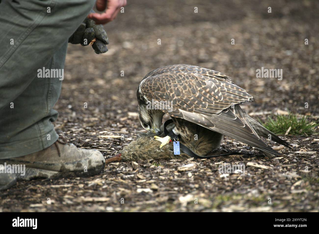 Saker Falcon Hunting
