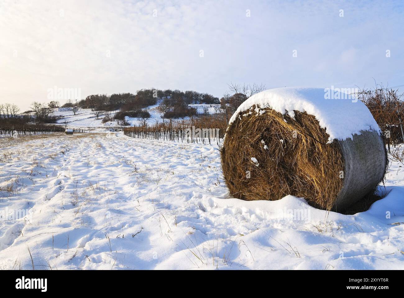 Harvesting hay for the winter hi-res stock photography and images - Alamy