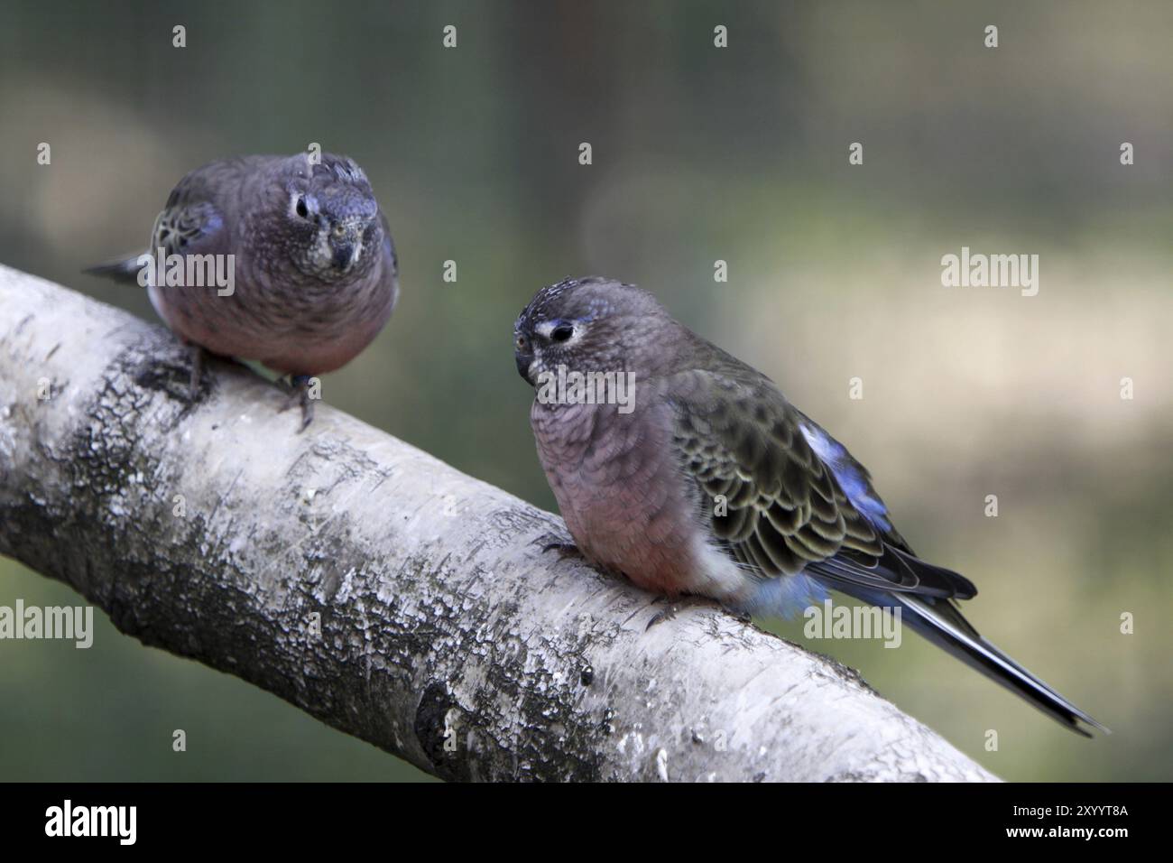 Bourkes parrot hi-res stock photography and images - Alamy