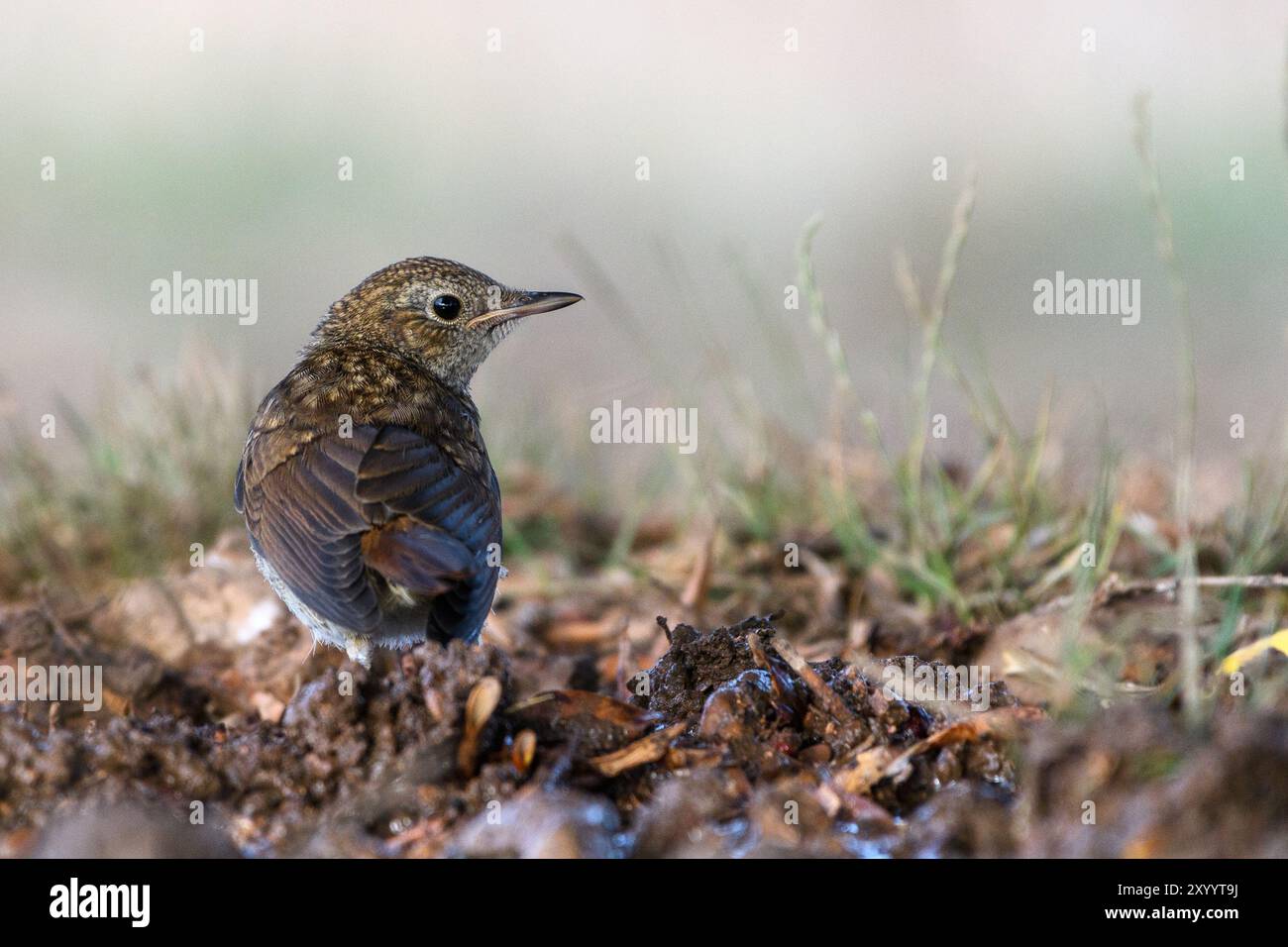 Nightingale bird africa hi-res stock photography and images - Alamy