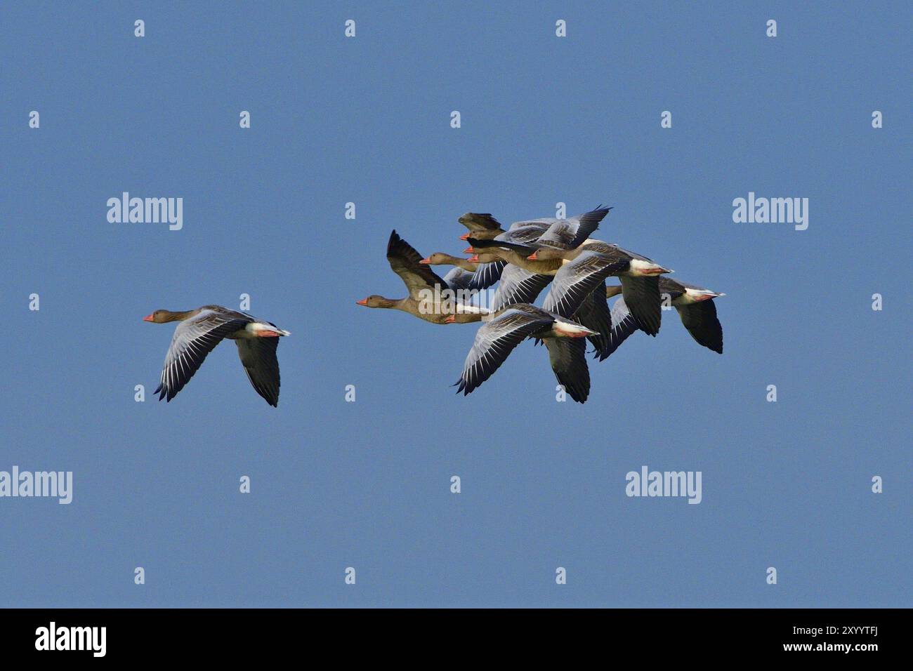 A flock of Greylag geese in flight. Greylag geese in flight in Upper ...