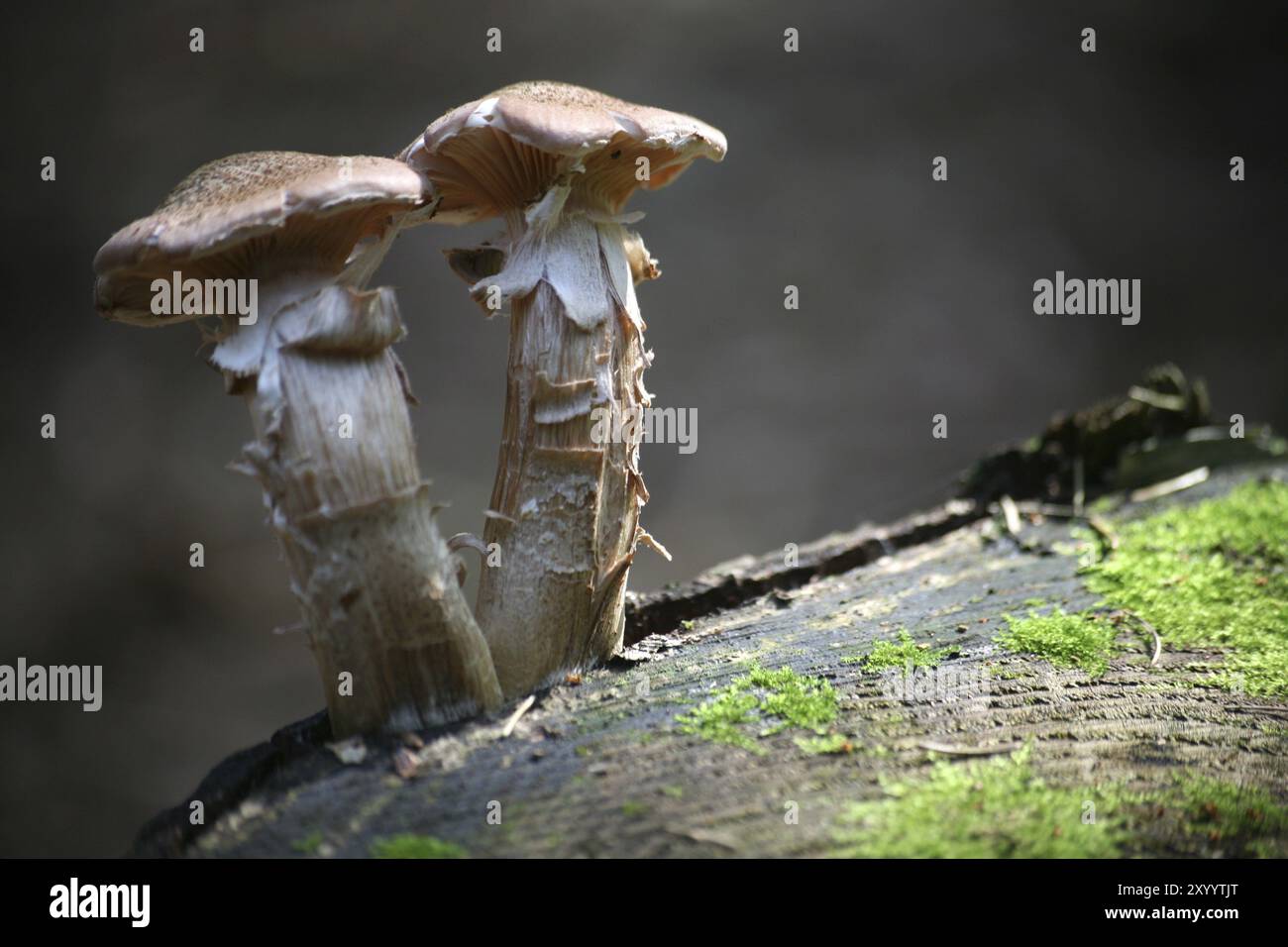 Two young honey locusts on a tree stump Stock Photo - Alamy