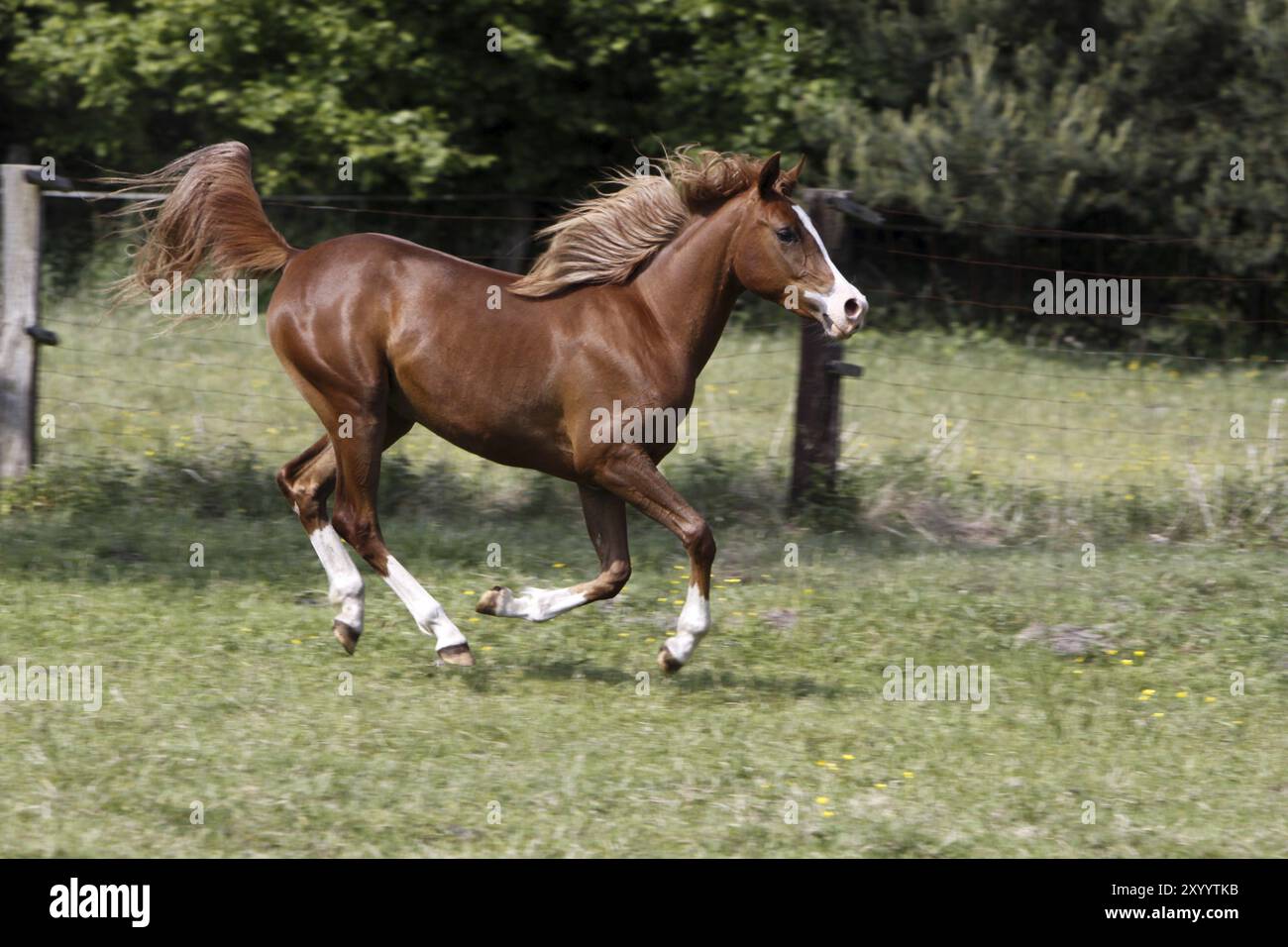 Galloping Arabian horse in a pasture Stock Photo - Alamy