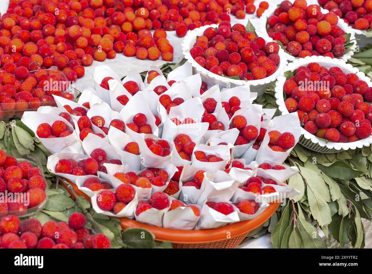 Fruits of the western strawberry tree (Arbutus unedo Stock Photo - Alamy