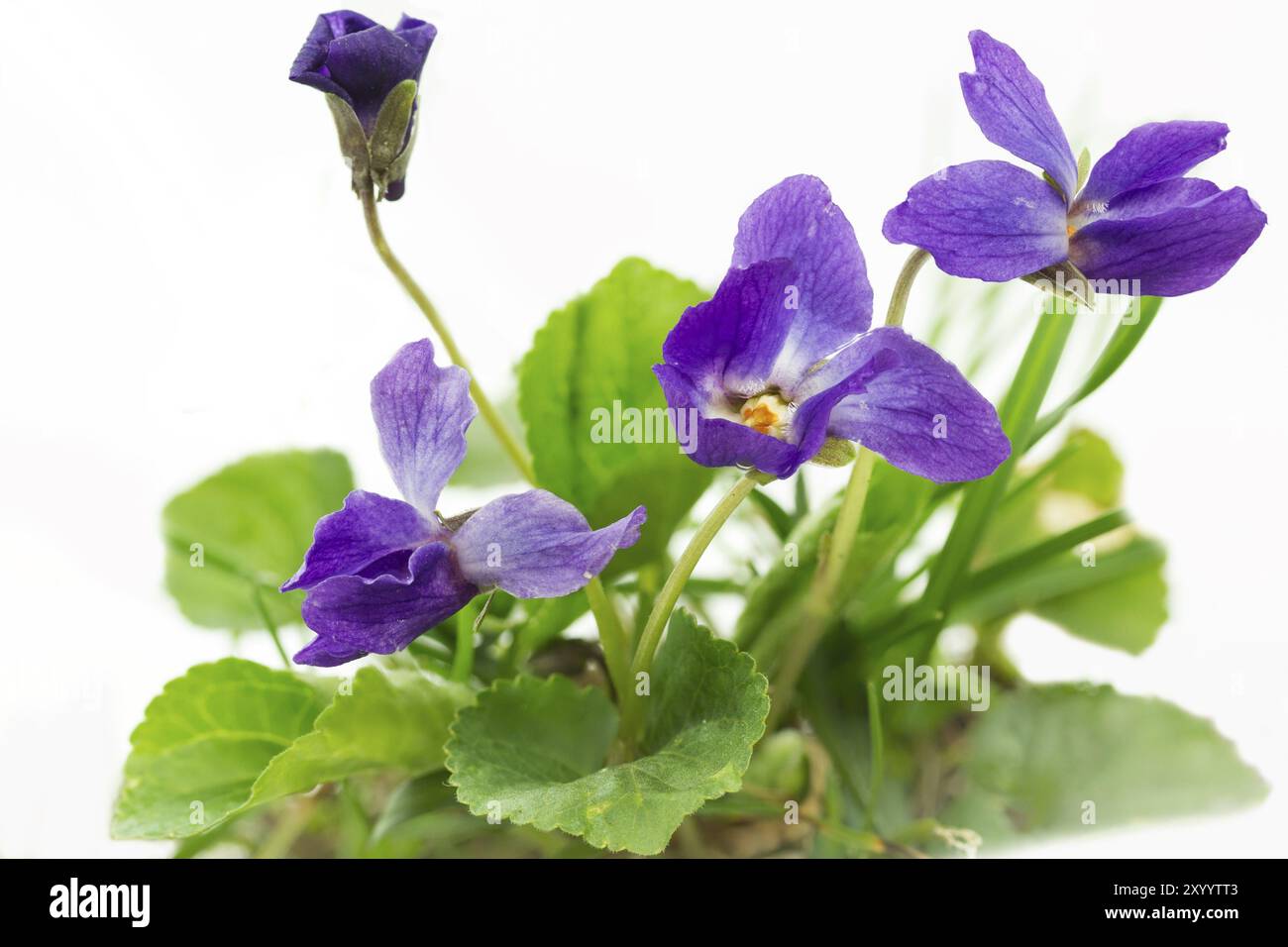 Viola odorata (Viola Odorata), close-up Stock Photo - Alamy