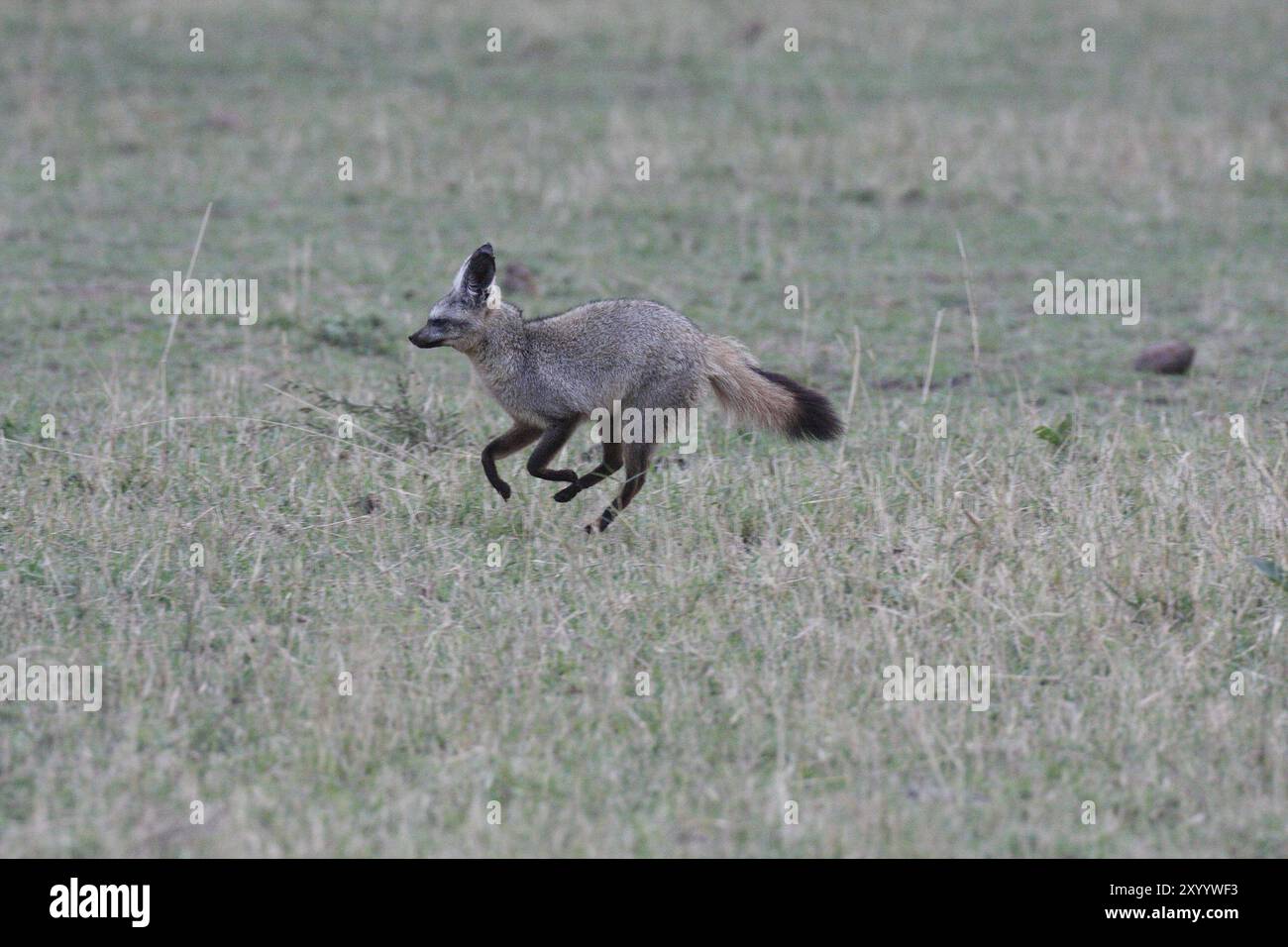 Running bat-eared fox Stock Photo - Alamy