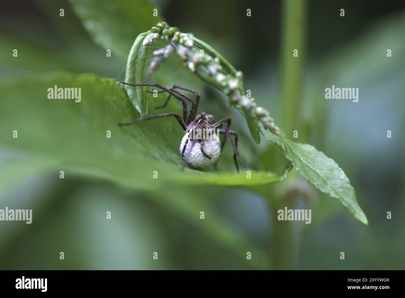 With egg cocoon Stock Photo - Alamy
