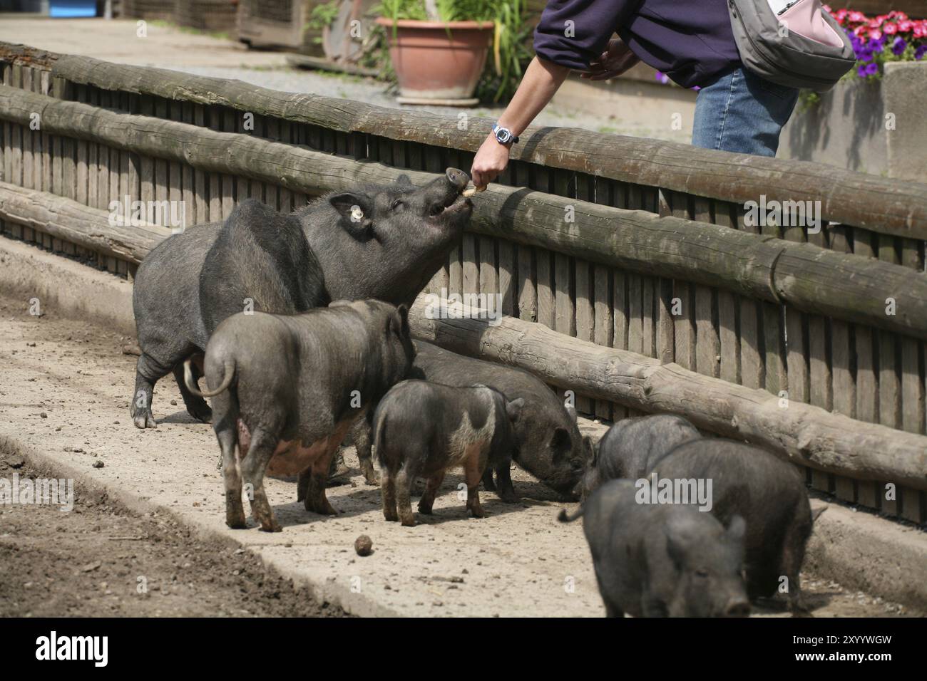 Wrinkly pig hi-res stock photography and images - Alamy