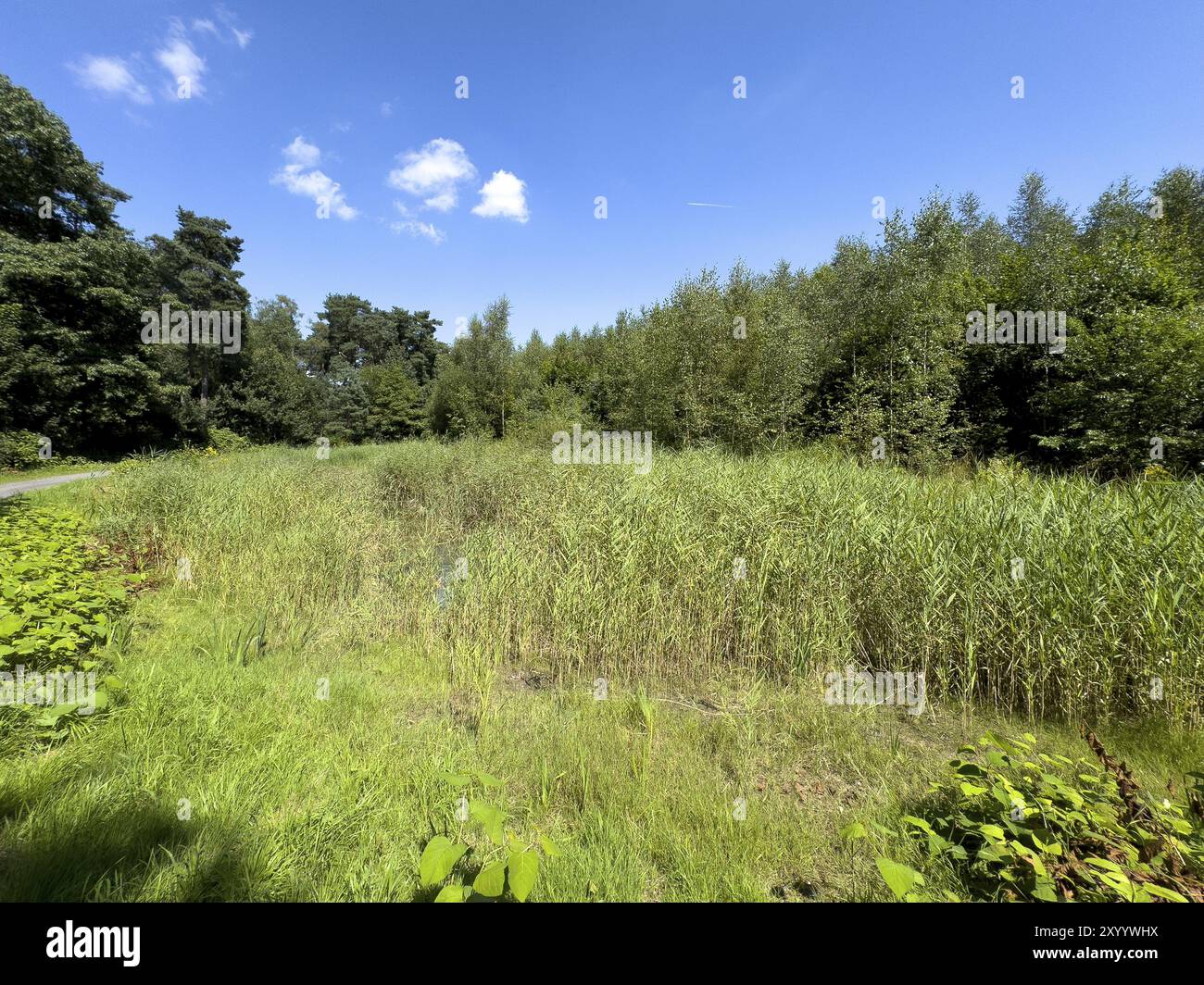 Common reed (Phragmites australis) Common reed growing in stream in ...