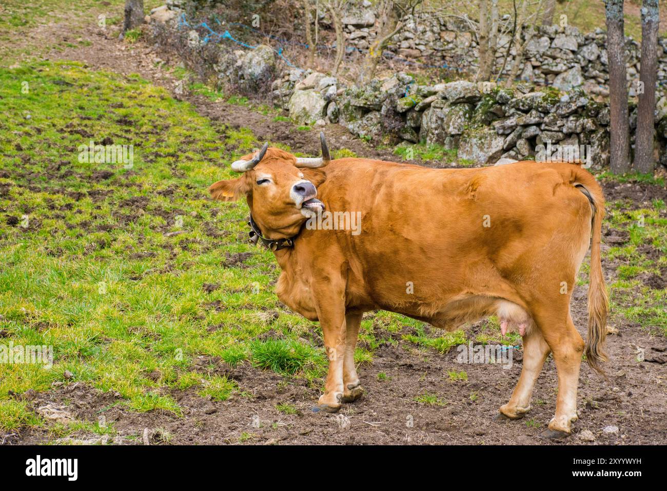 Cow in portugal hi-res stock photography and images - Alamy
