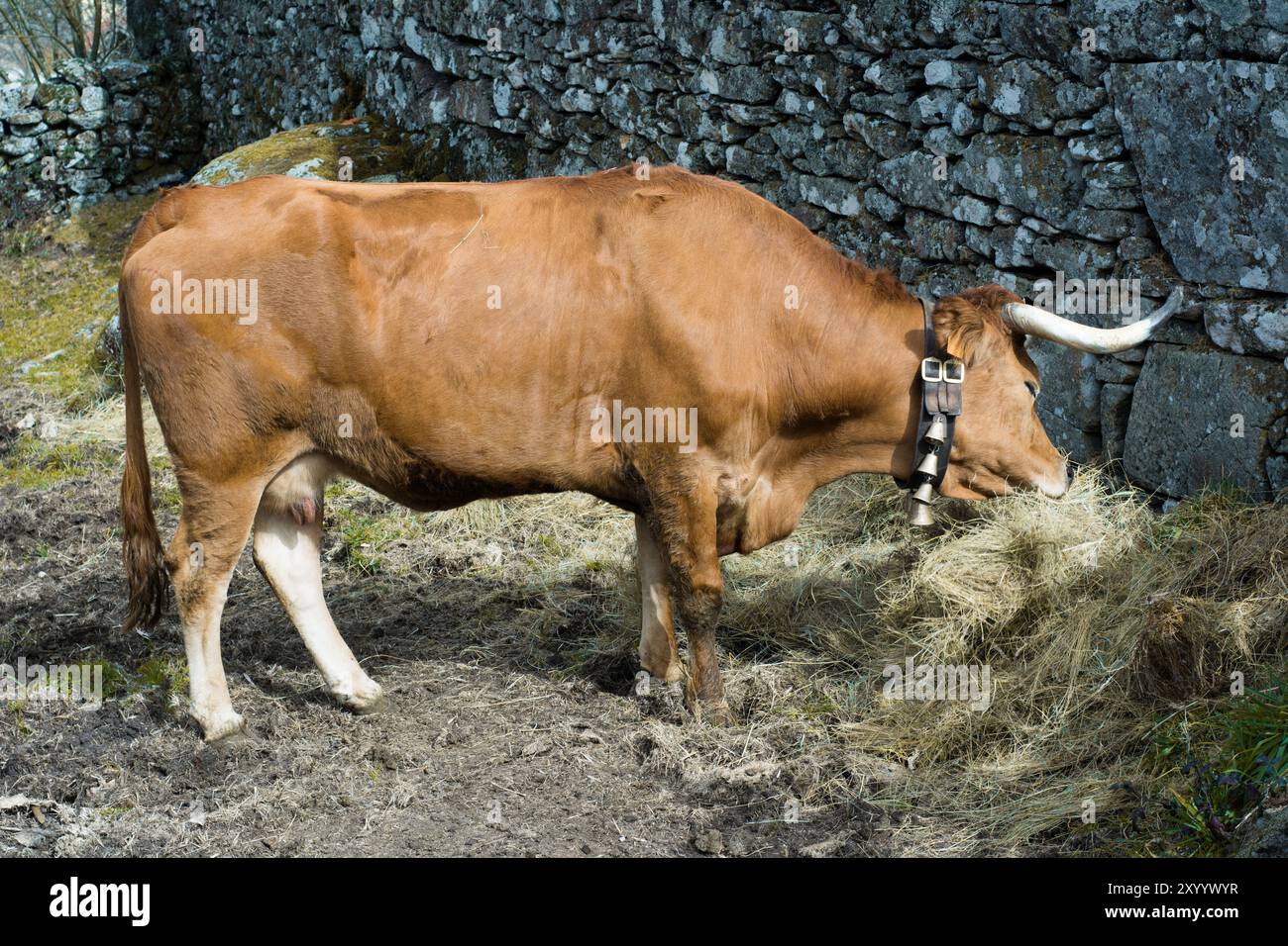 Brown cow eating hay on a farm in northern Portugal Stock Photo - Alamy
