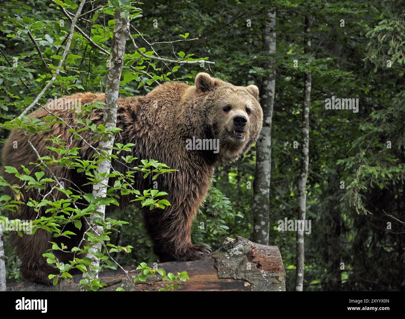 Cumberland austria hi-res stock photography and images - Alamy