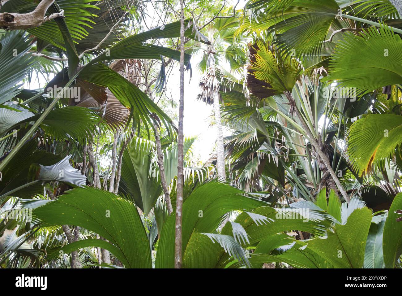 Palm jungle, palms jungle Stock Photo - Alamy