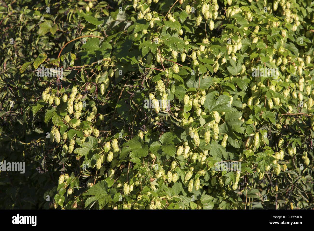 Wild hops hi-res stock photography and images - Alamy