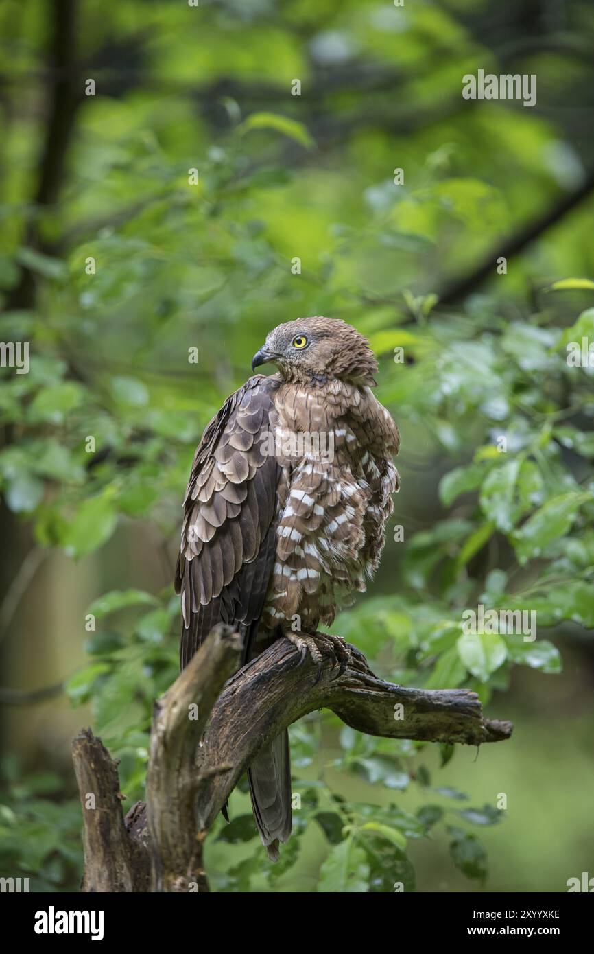 Honey buzzard, female, European honey buzzard, female, Pernis apivorus ...