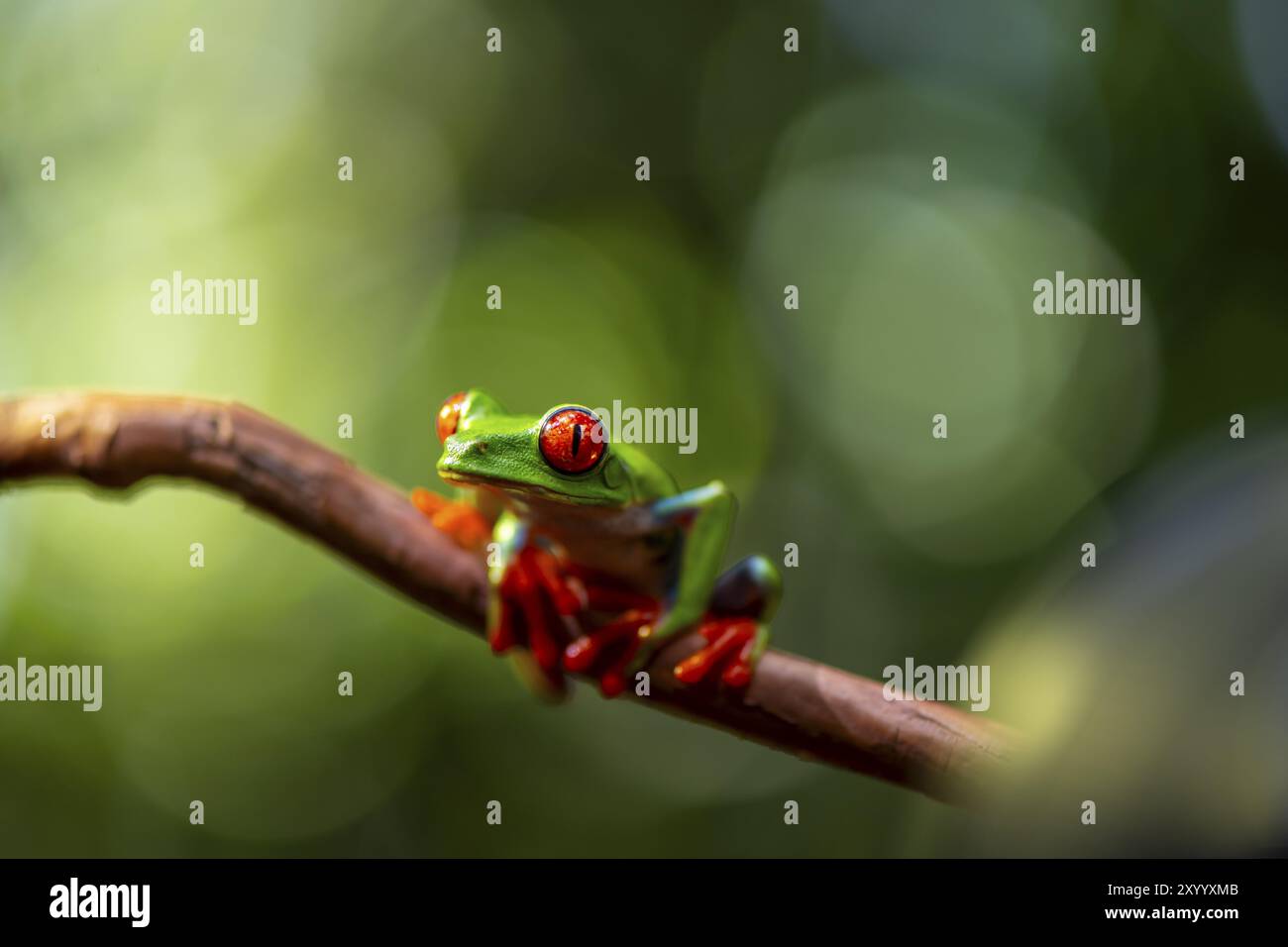 Red-eyed tree frog (Agalychnis callidryas), sitting on a branch ...