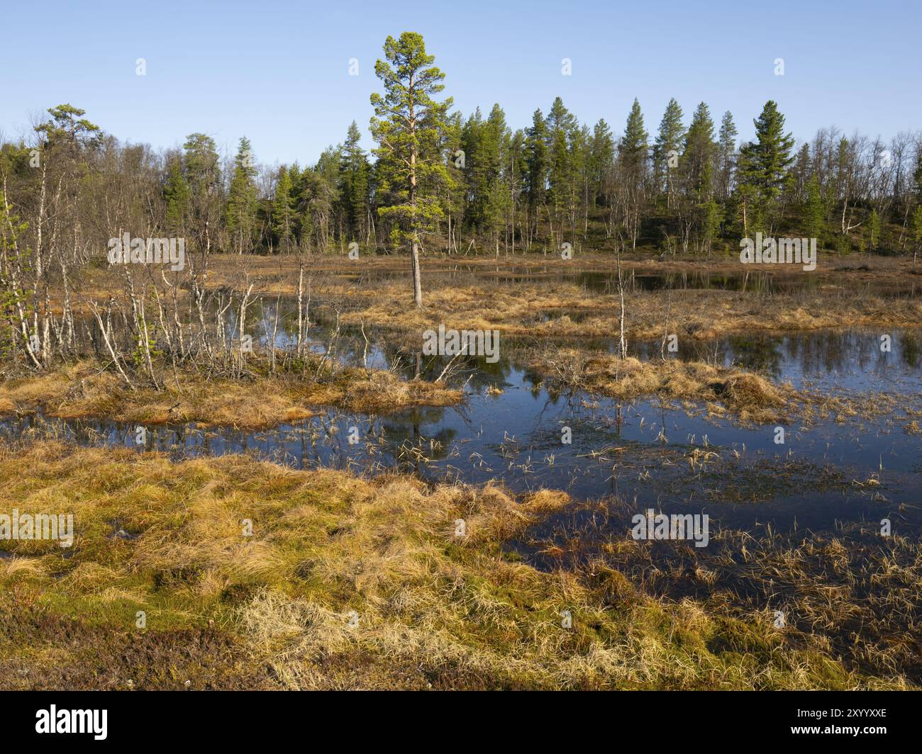 Bogland, with Pine (Pinus sylvestris) and Hairy Birch (Betula pubescens ...
