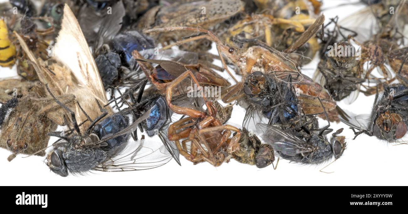 Many different dead insects lying in a pile. Released on white Stock ...