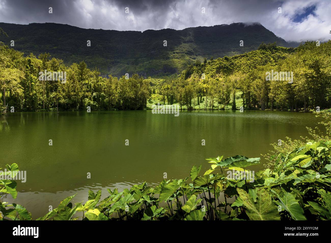 Pond at Salazie circus at Reunion Island Stock Photo - Alamy