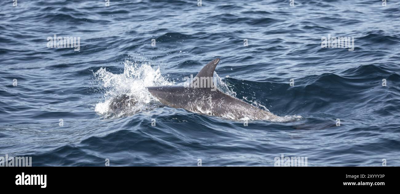 Dolphin, Osa, Costa Rica, Central America Stock Photo - Alamy