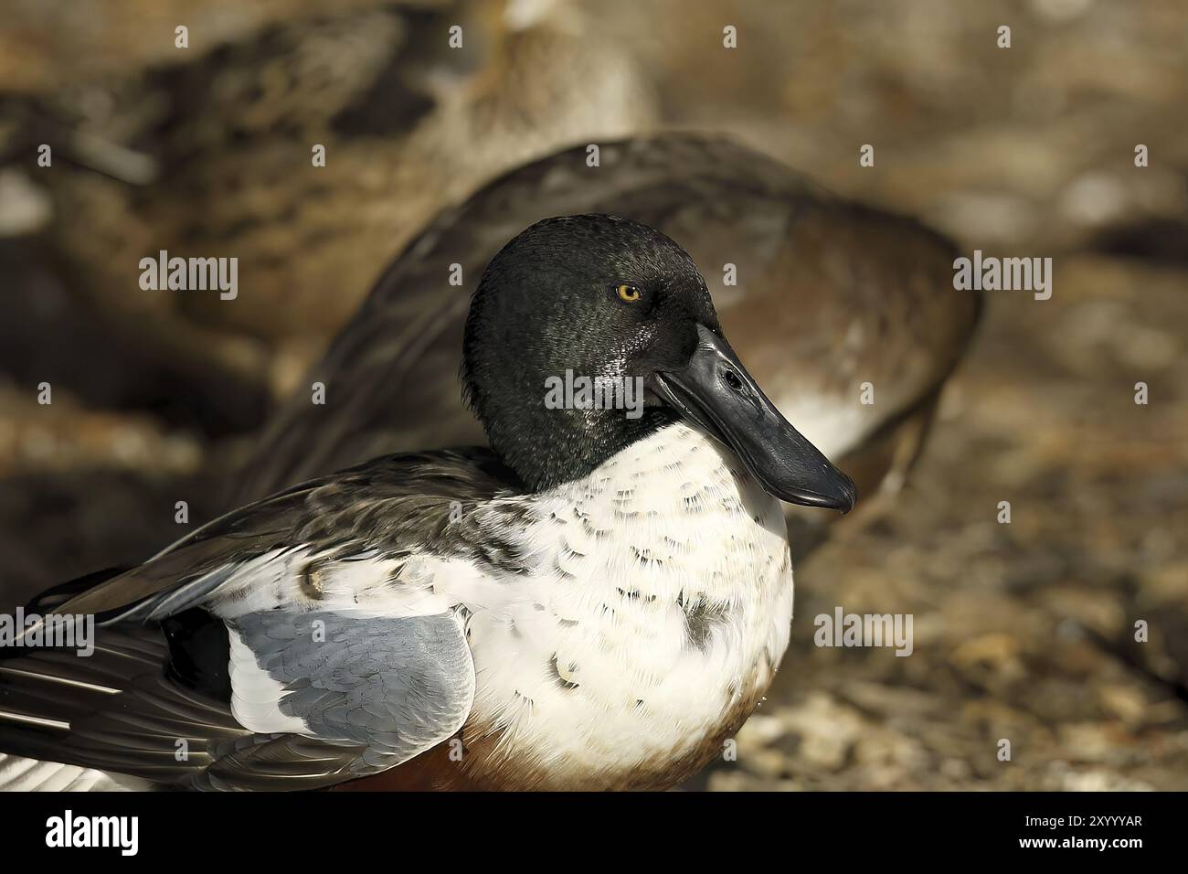 Spatula duck bill hi-res stock photography and images - Alamy