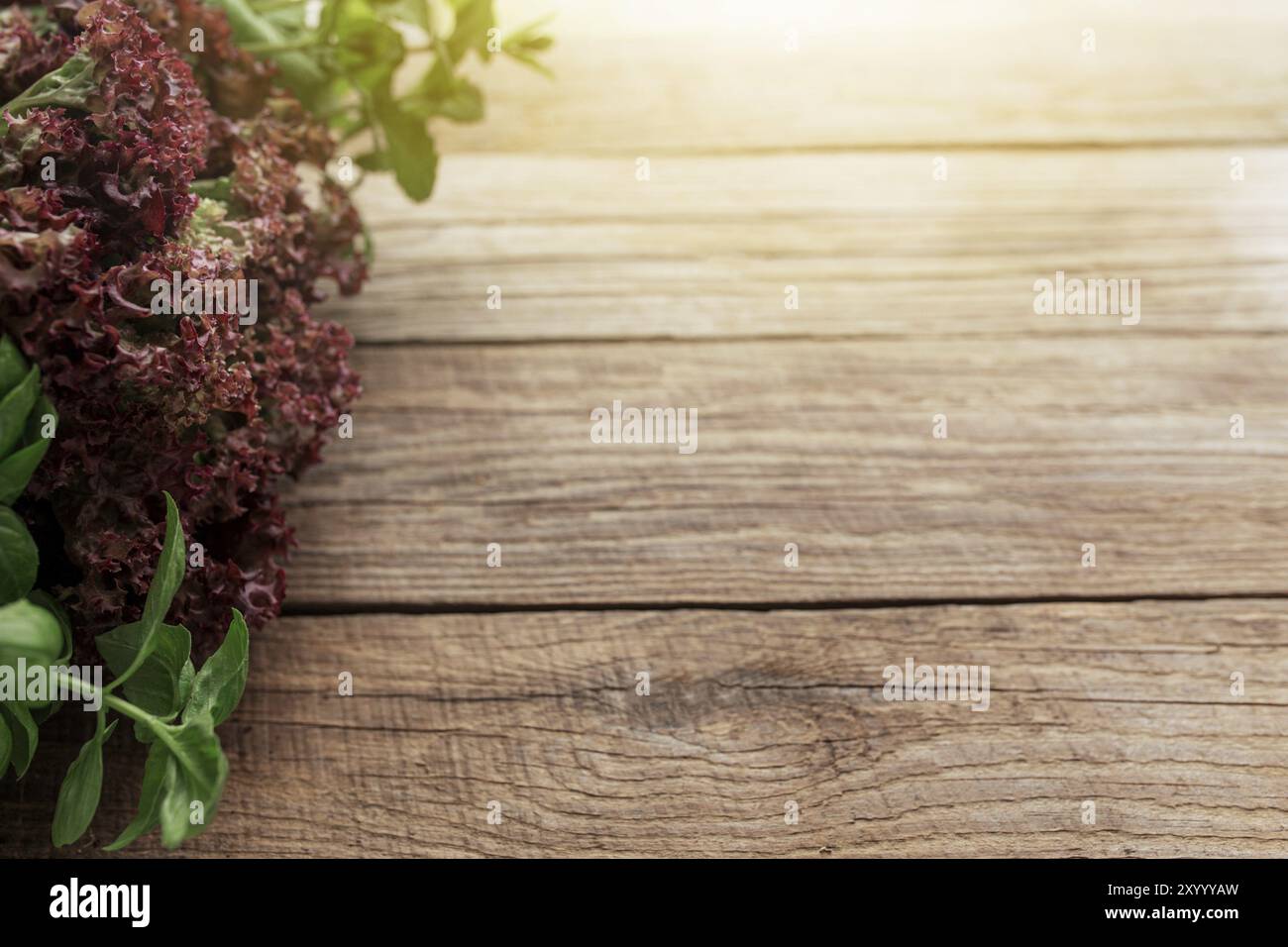 Gardening and healthy eating concept with different herbs and salad ...