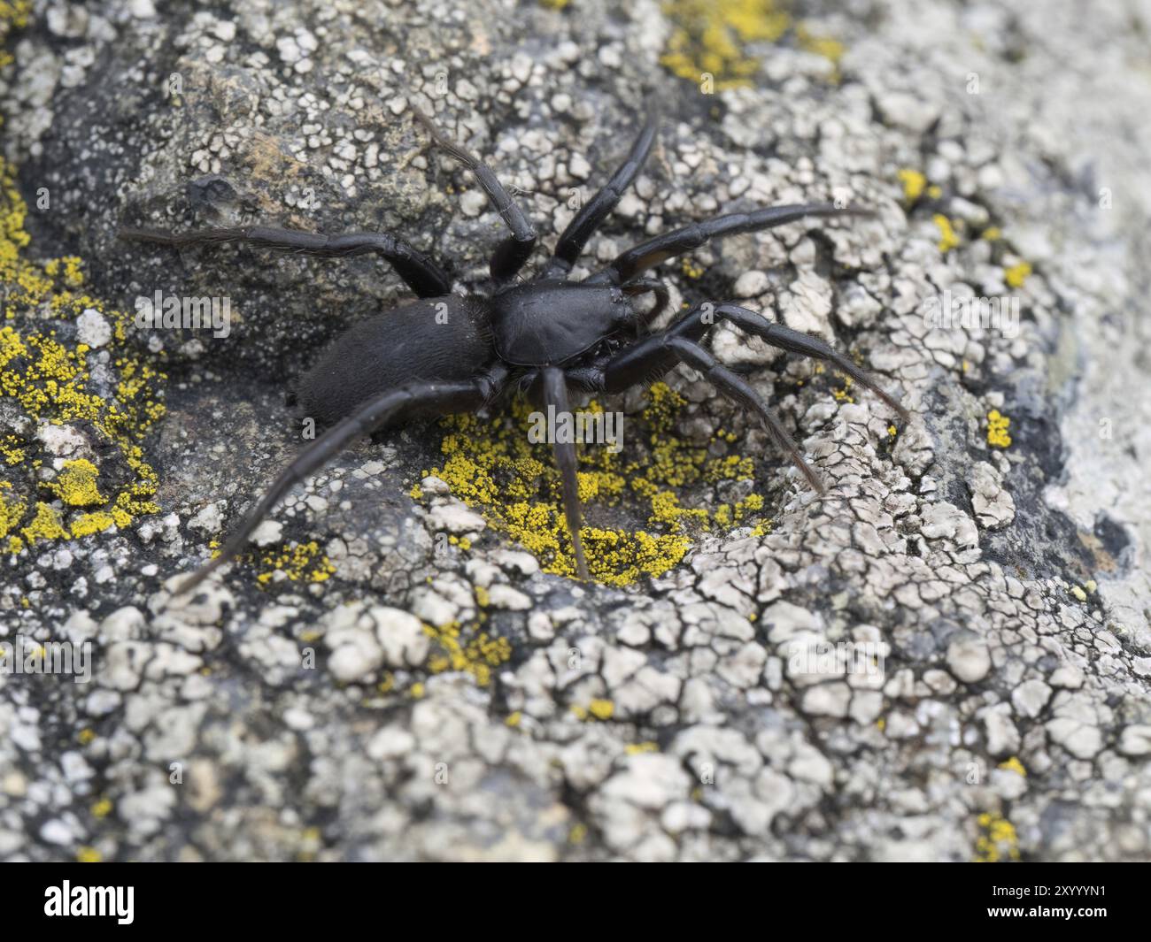 A black spider on a rock with lichen growth Stock Photo - Alamy